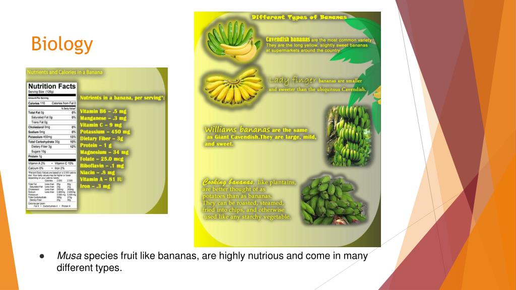 PPT - Musa Species: Bananas and Plantains PowerPoint Presentation, free ...