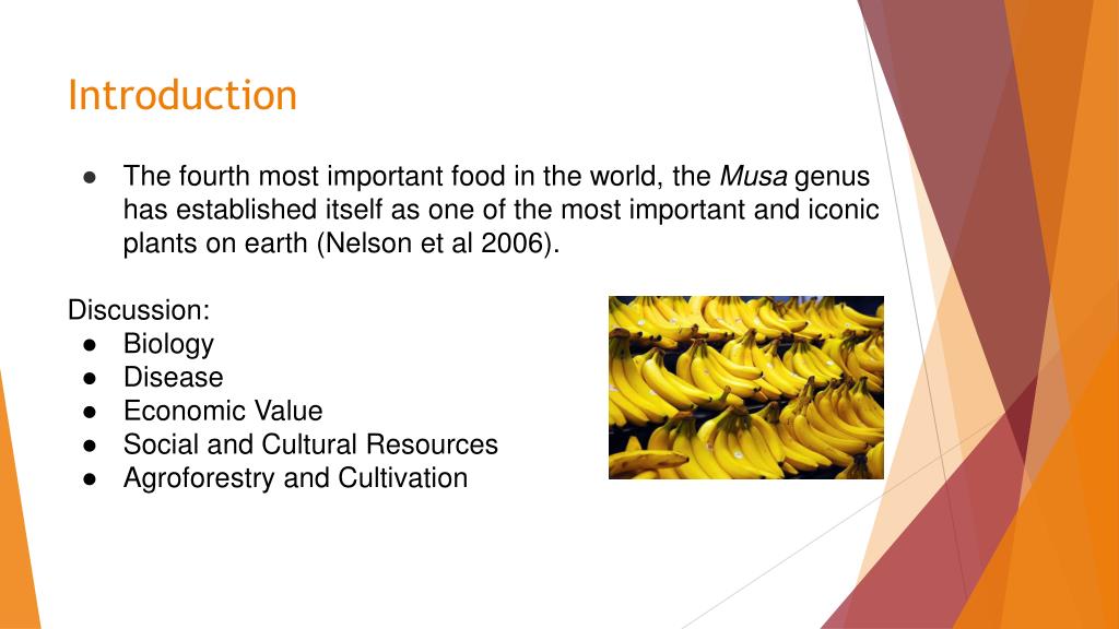 PPT - Musa Species: Bananas and Plantains PowerPoint Presentation, free ...