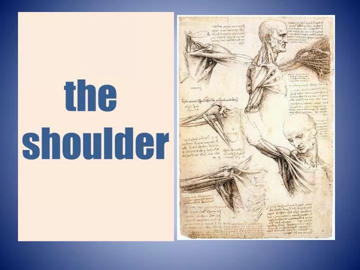 PPT - the shoulder PowerPoint Presentation, free download - ID:1867595