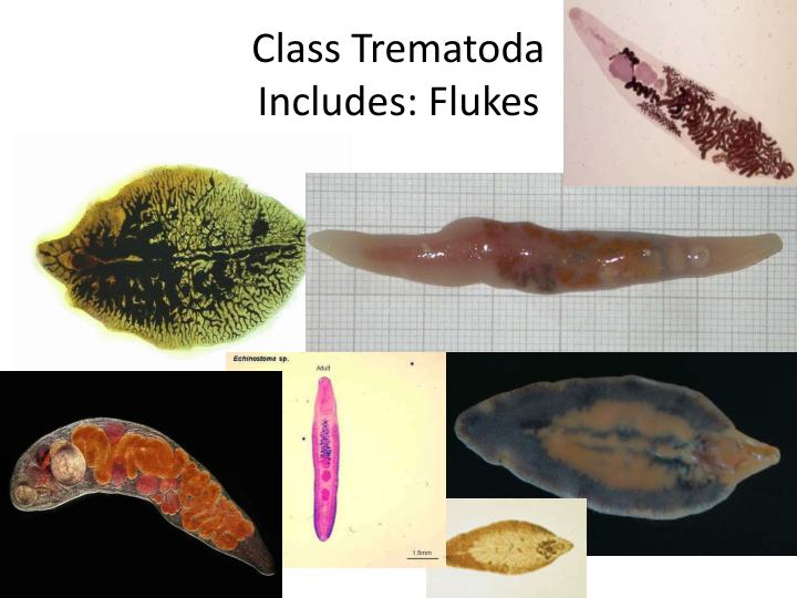 PPT - Flatworms Phylum: PLATYHELMINTHES PowerPoint Presentation - ID ...