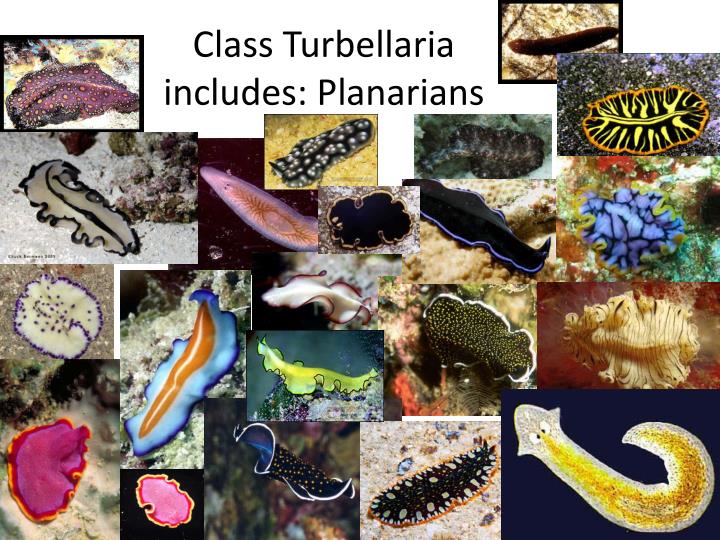 PPT - Flatworms Phylum: PLATYHELMINTHES PowerPoint Presentation - ID ...