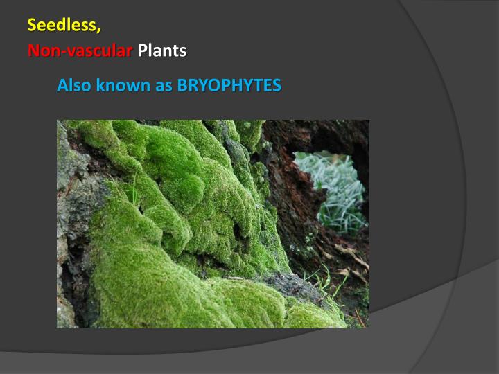 PPT - Classification of Plants PowerPoint Presentation - ID:1867641
