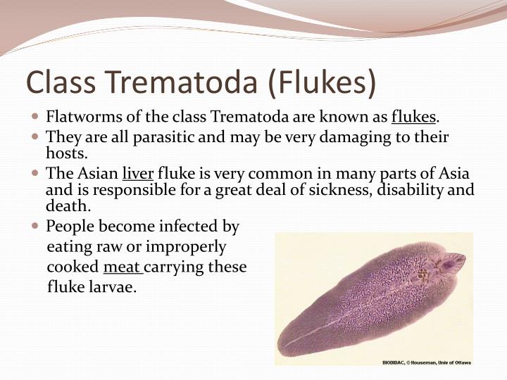 PPT - Introduction to Phylum Platyhelminthes PowerPoint Presentation ...