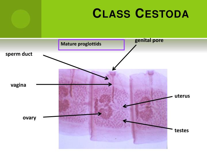 PPT - Class Cestoda PowerPoint Presentation - ID:1867761