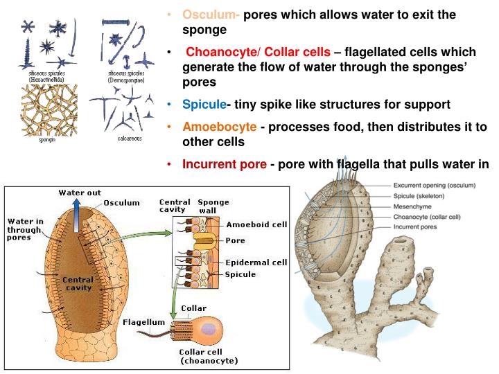 PPT - Animals PowerPoint Presentation - ID:1867765
