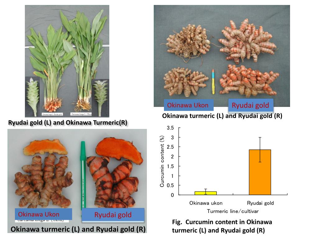 PPT - Fig. Curcumin content in Okinawa turmeric (L) and Ryudai gold (R ...