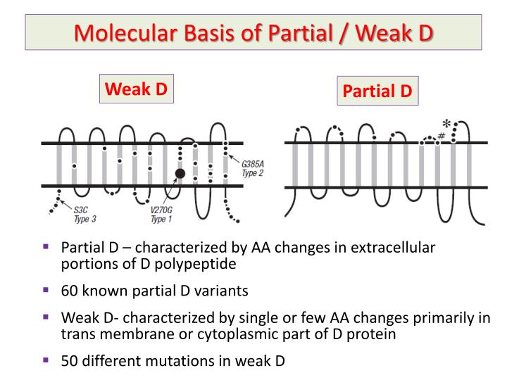 PPT - The Elusive D Antigen PowerPoint Presentation - ID:1867797