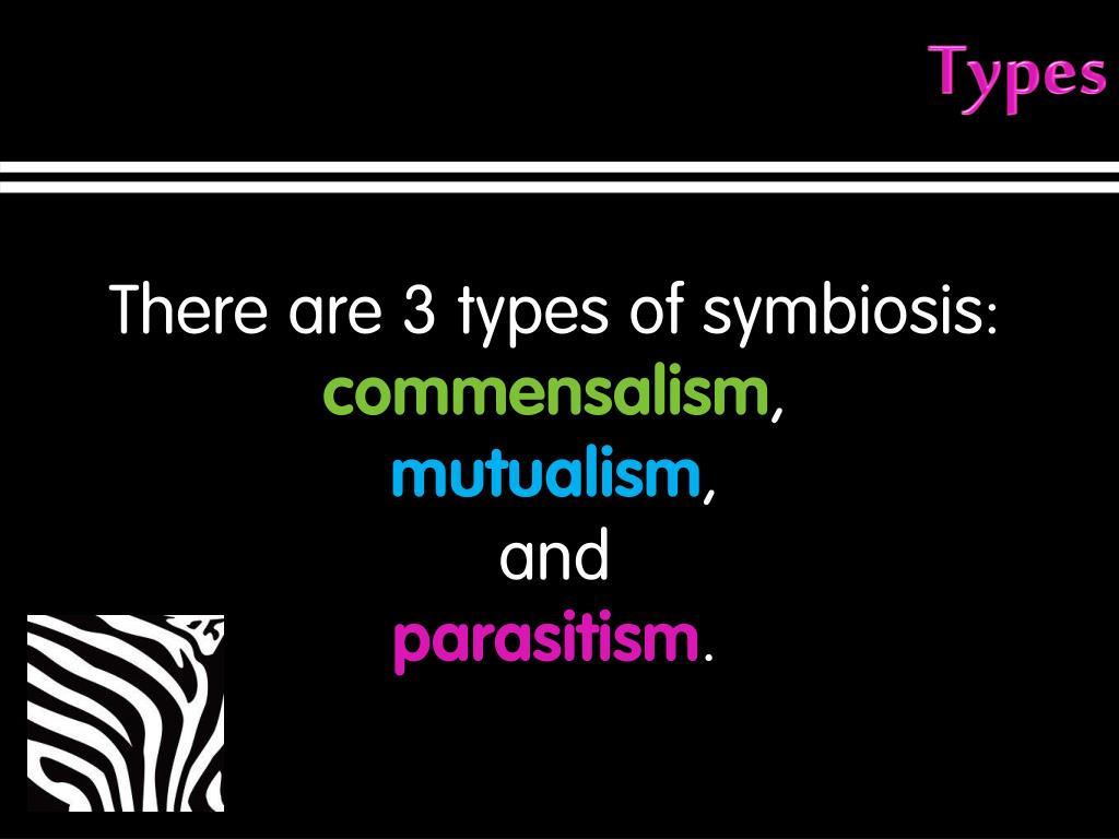 PPT - Symbiosis PowerPoint Presentation, free download - ID:1867800