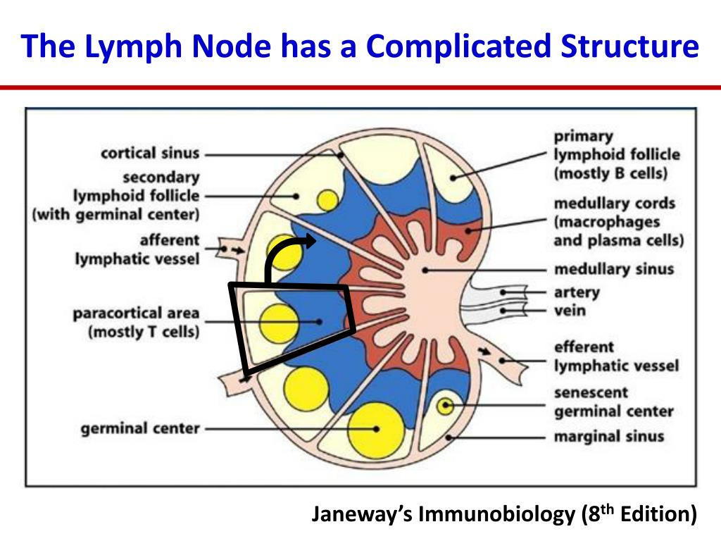 PPT - Dale and Betty Bumpers Vaccine Research Center PowerPoint ...