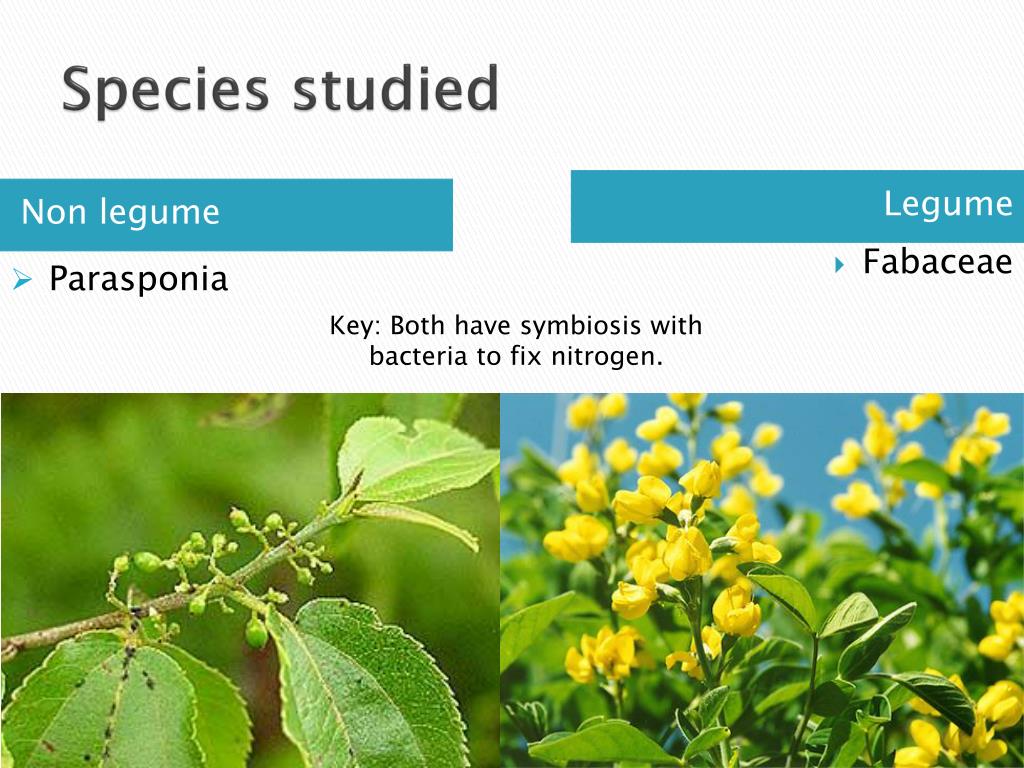 PPT - LysM -Type Mycorrhizal Receptor Recruited for Rhizobium Symbiosis ...