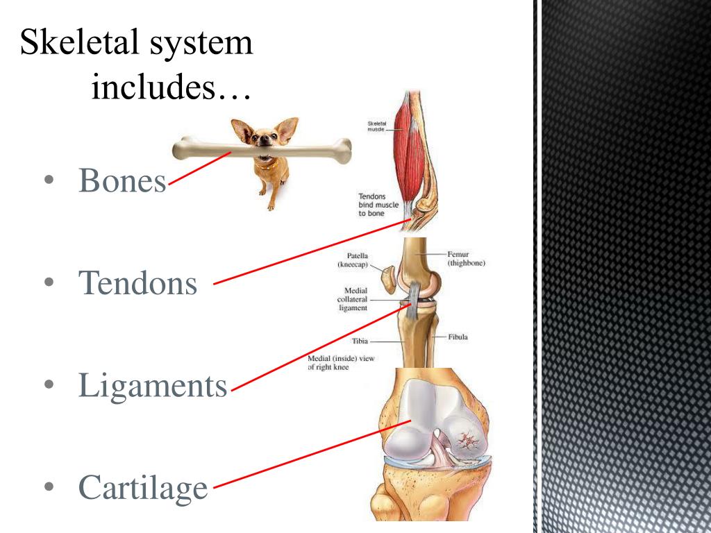 PPT - Skeletal System PowerPoint Presentation, free download - ID:1868061 PPT - Skeletal System PowerPoint Presentation, free download - ID:1868061