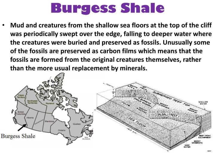 PPT - Geologic History PowerPoint Presentation - ID:1868118
