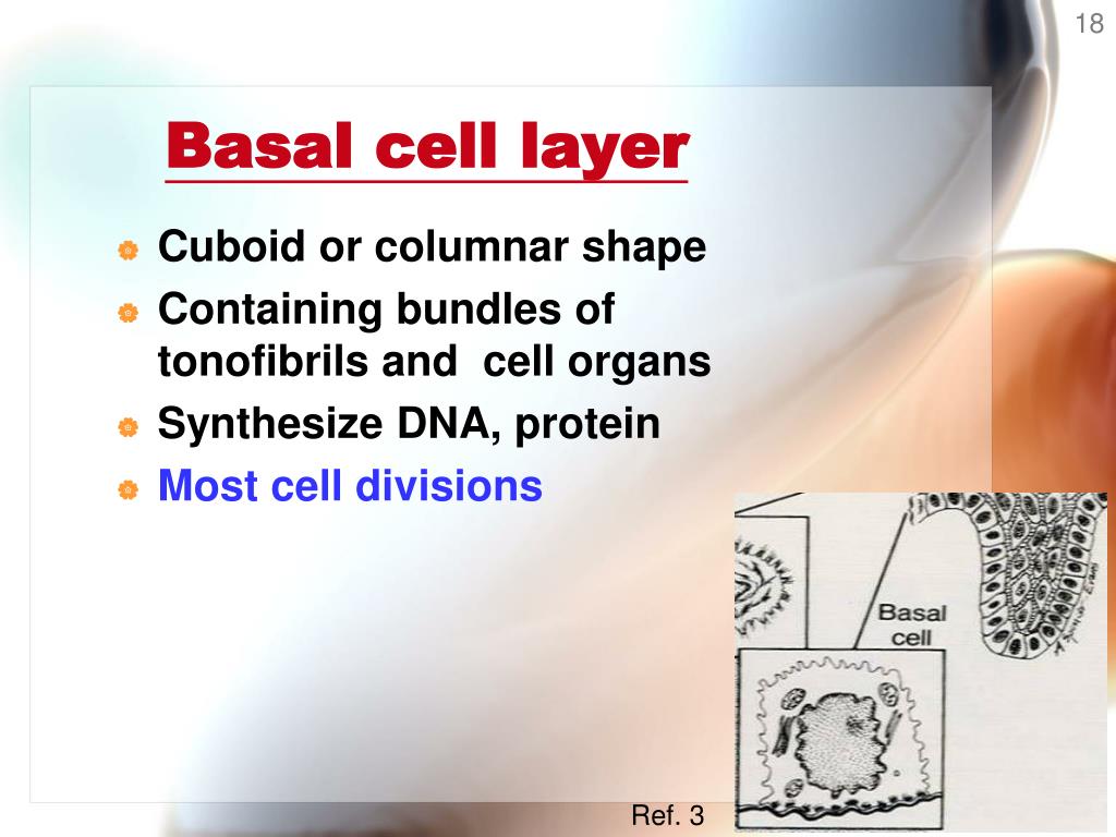 PPT - Oral Mucosa & Salivary Gland 口腔黏膜及唾液腺 PowerPoint Presentation ...