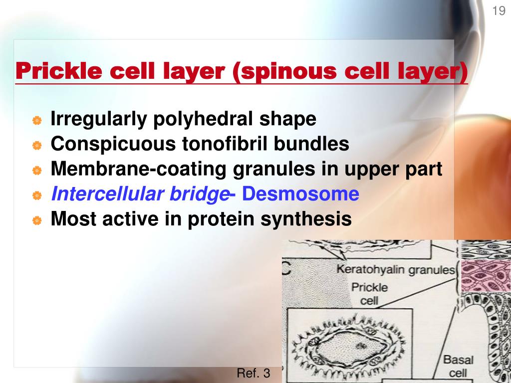 PPT - Oral Mucosa & Salivary Gland 口腔黏膜及唾液腺 PowerPoint Presentation ...