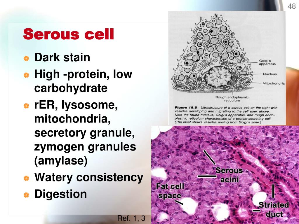 PPT - Oral Mucosa & Salivary Gland 口腔黏膜及唾液腺 PowerPoint Presentation ...