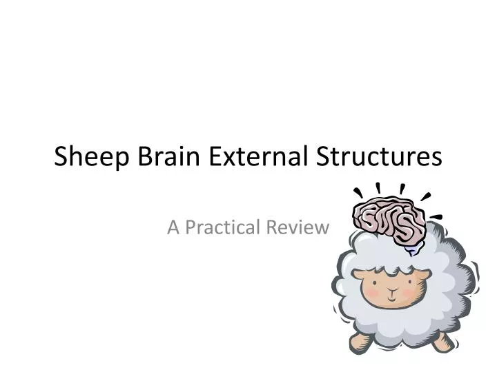 PPT - Sheep Brain External Structures PowerPoint Presentation, free ...