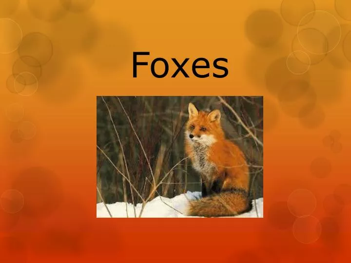PPT - Foxes PowerPoint Presentation, free download - ID:1868440
