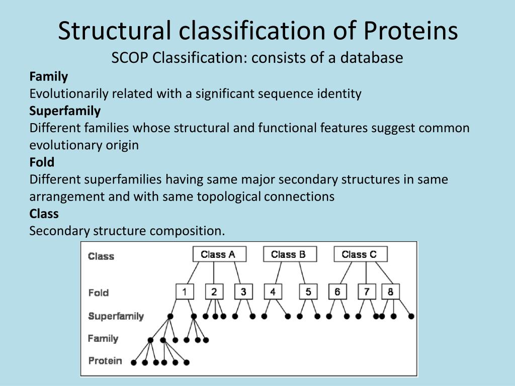 PPT - Structural classification of Proteins PowerPoint Presentation ... PPT - Structural classification of Proteins PowerPoint Presentation ...