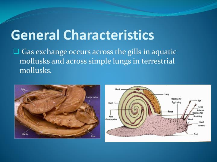 PPT - Phylum Mollusca PowerPoint Presentation - ID:1868844