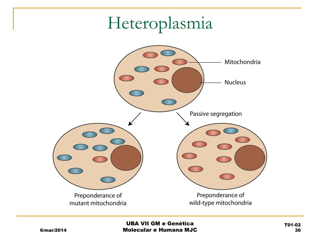 PPT - UBA VII – Genética Molecular Genética Molecular e Humana ...