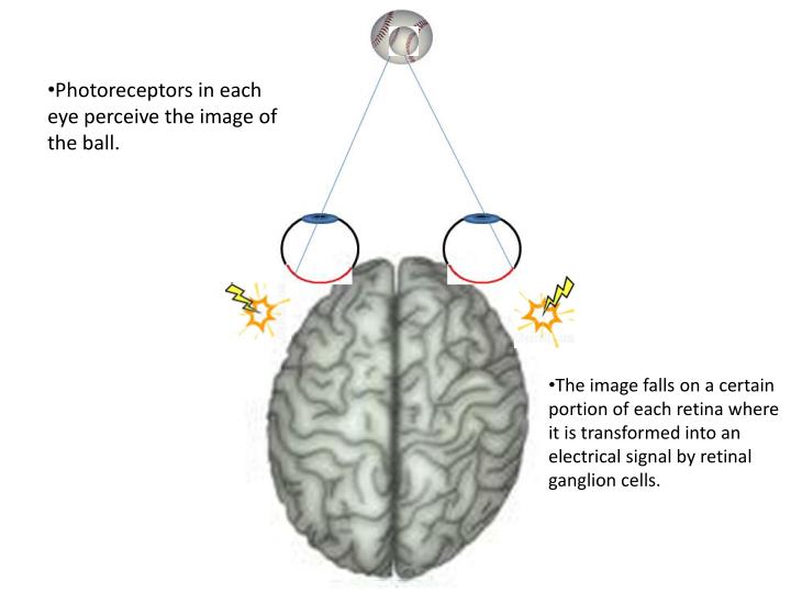 PPT - What is Stereopsis ? PowerPoint Presentation - ID:1870679