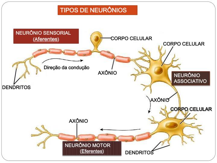 PPT - SISTEMA NERVOSO PowerPoint Presentation - ID:1870749