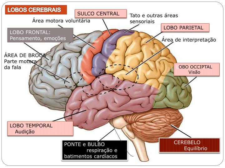 Ppt Sistema Nervoso Powerpoint Presentation Id 1870749