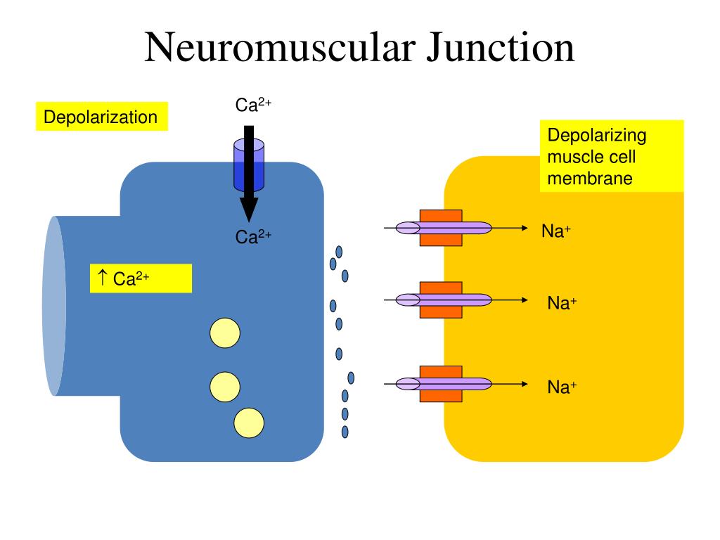 PPT - WINDSOR UNIVERSITY SCHOOL OF MEDICINE PowerPoint Presentation ...
