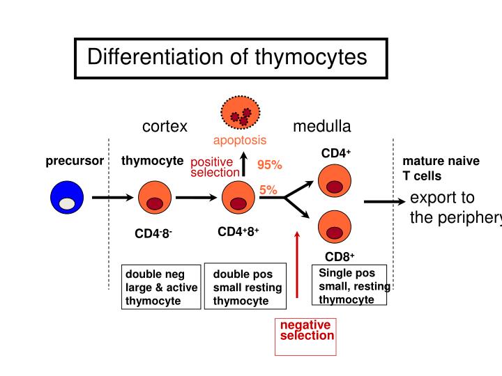 PPT - Regulation of The Immune System PowerPoint Presentation - ID:1870977