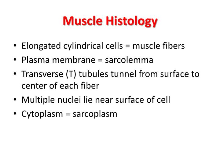 PPT - Histology of Muscle PowerPoint Presentation - ID:1870981