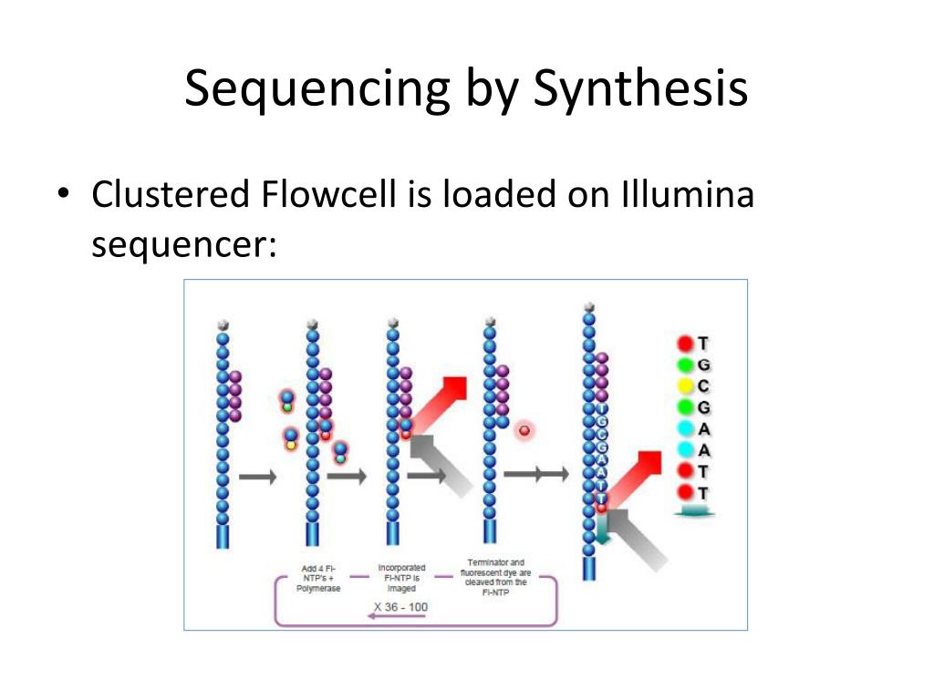 Sequencing By Synthesis at Harold Fahey blog Sequencing By Synthesis at Harold Fahey blog