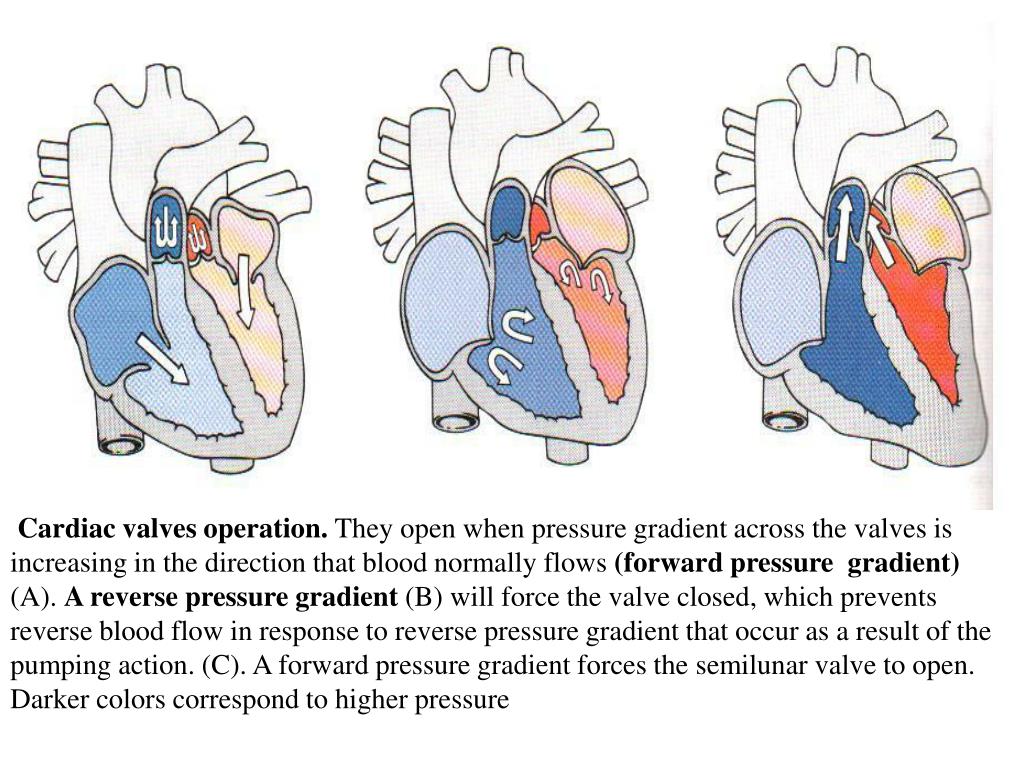PPT - WINDSOR UNIVERSITY SCHOOL OF MEDICINE PowerPoint Presentation ...