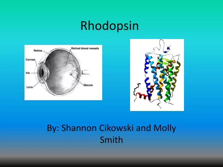 PPT - Rhodopsin PowerPoint Presentation, free download - ID:1871143