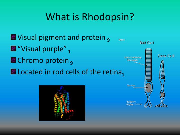 PPT - Rhodopsin PowerPoint Presentation - ID:1871143