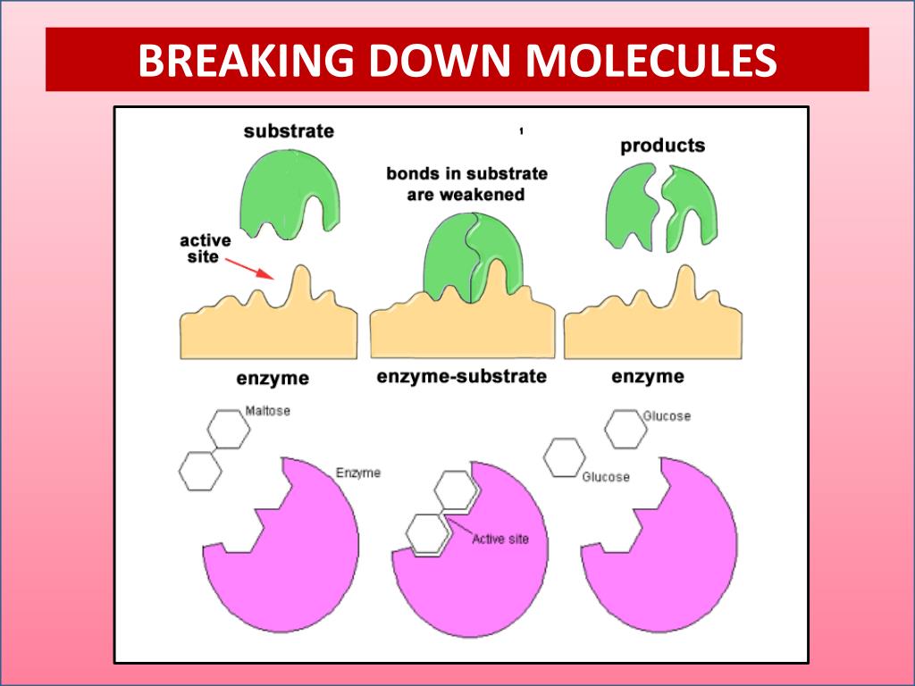 PPT - Chater 8 and 9 Energy in Living Organisms PowerPoint Presentation ...