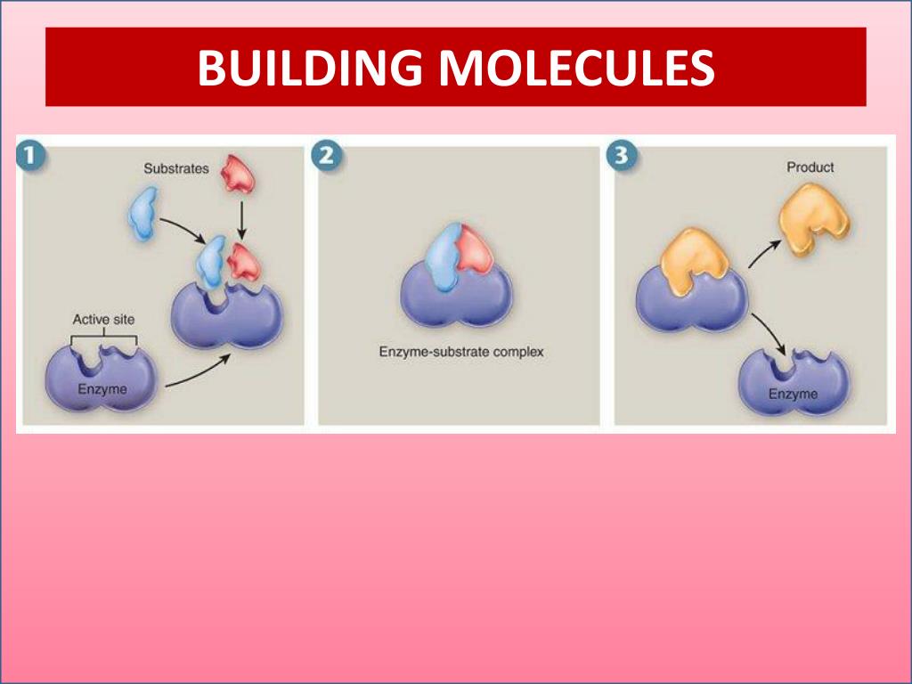 PPT - Chater 8 and 9 Energy in Living Organisms PowerPoint Presentation ...