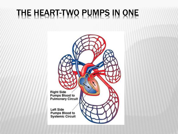 PPT - The Cardiorespiratory System PowerPoint Presentation - ID:1871383