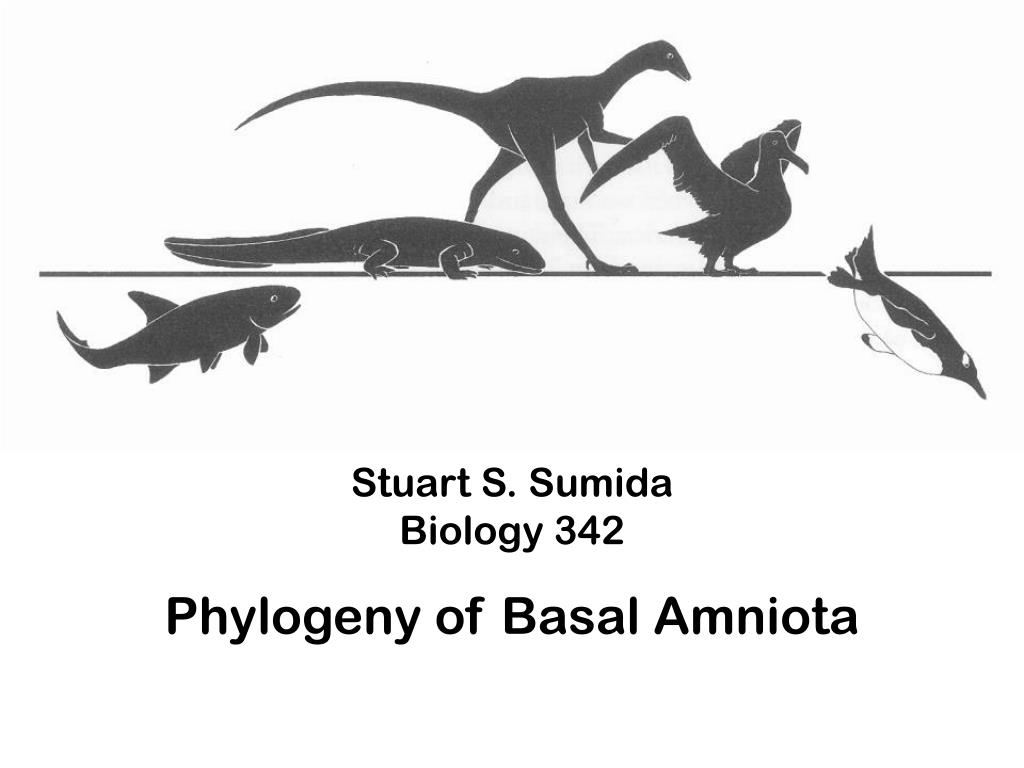 Introduction To The Amniota