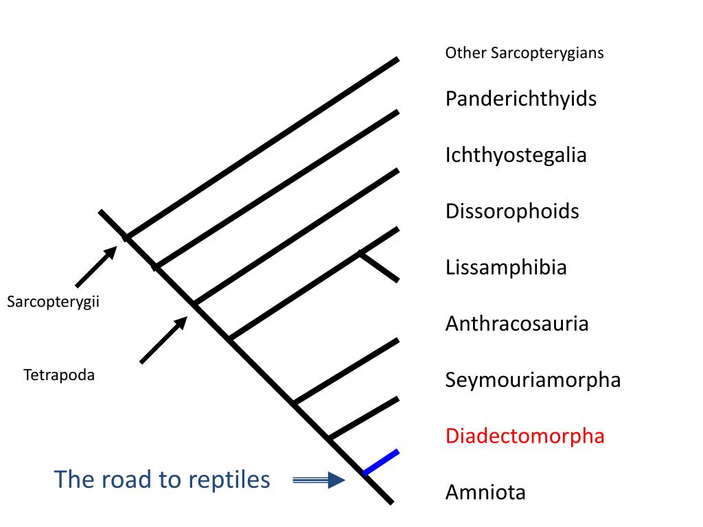 PPT - Stuart S. Sumida Biology 342 Phylogeny of Basal Amniota ...