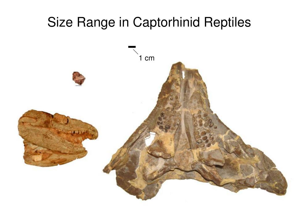 PPT - Stuart S. Sumida Biology 342 Phylogeny of Basal Amniota ...