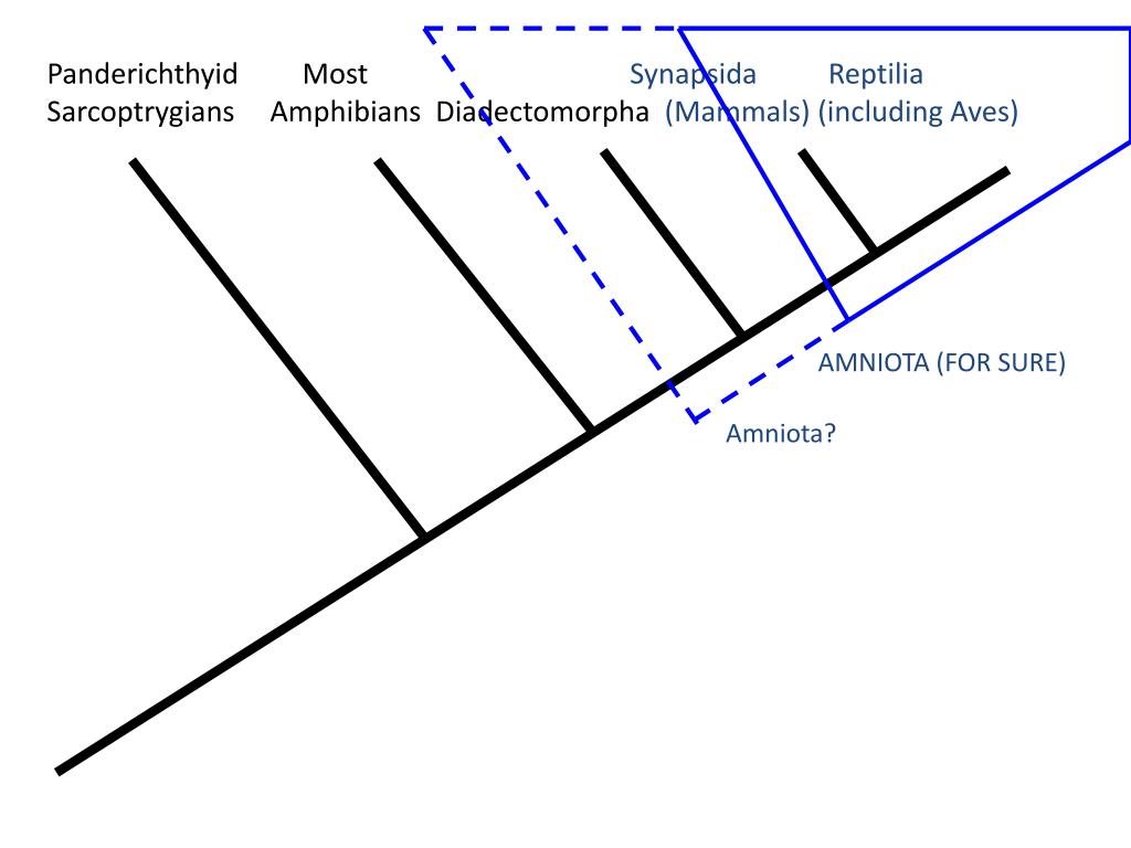 PPT - Stuart S. Sumida Biology 342 Phylogeny of Basal Amniota ...