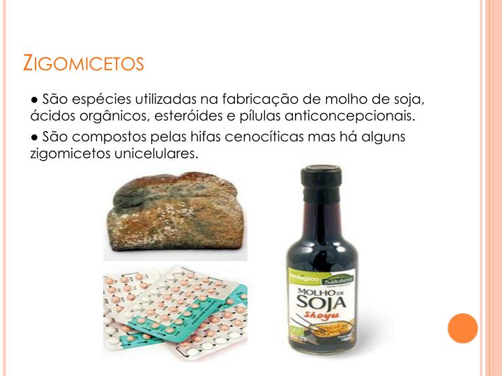 PPT - Fungos PowerPoint Presentation - ID:1871633