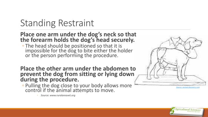 PPT - Animal Handling & Care PowerPoint Presentation - ID:1871680