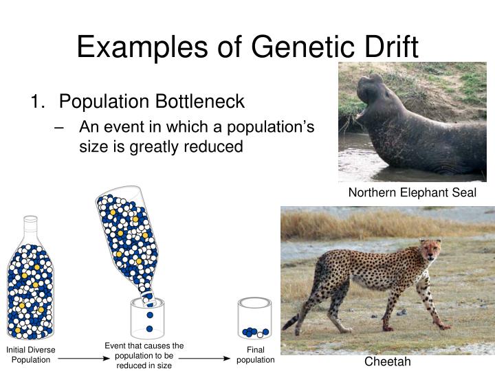 PPT - The Theory of Evolution PowerPoint Presentation - ID:1872023
