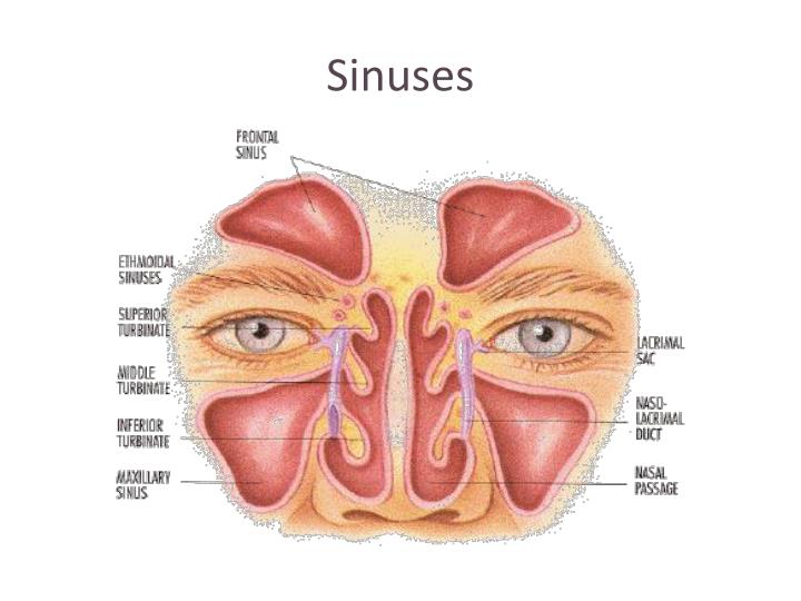 PPT - Nose, sinus, nasopharynx Dr K Outhoff PowerPoint Presentation ...