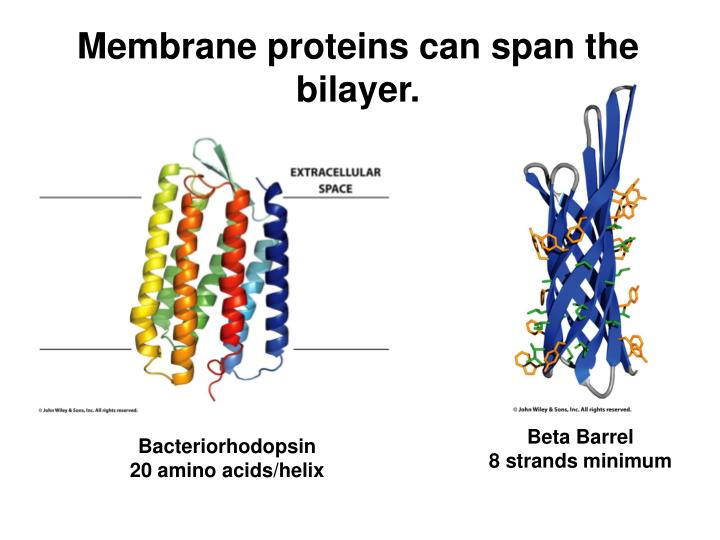 PPT - Lecture Notes for Chapter 8 Lipids and Membranes PowerPoint ...
