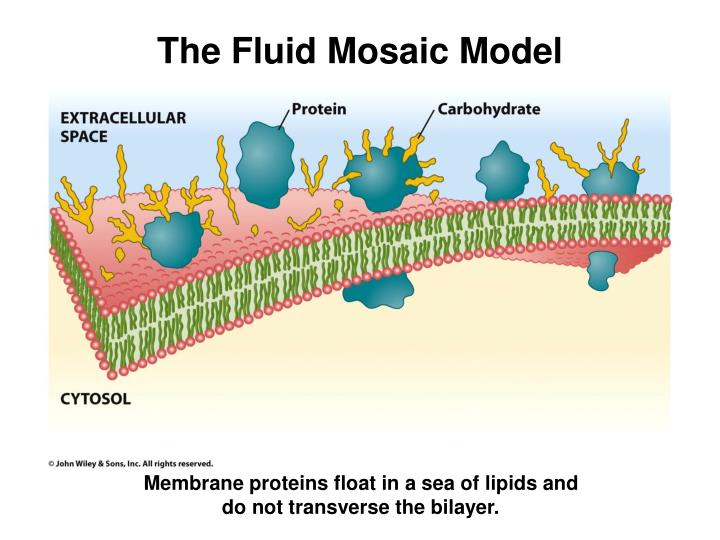 PPT - Lecture Notes for Chapter 8 Lipids and Membranes PowerPoint ...