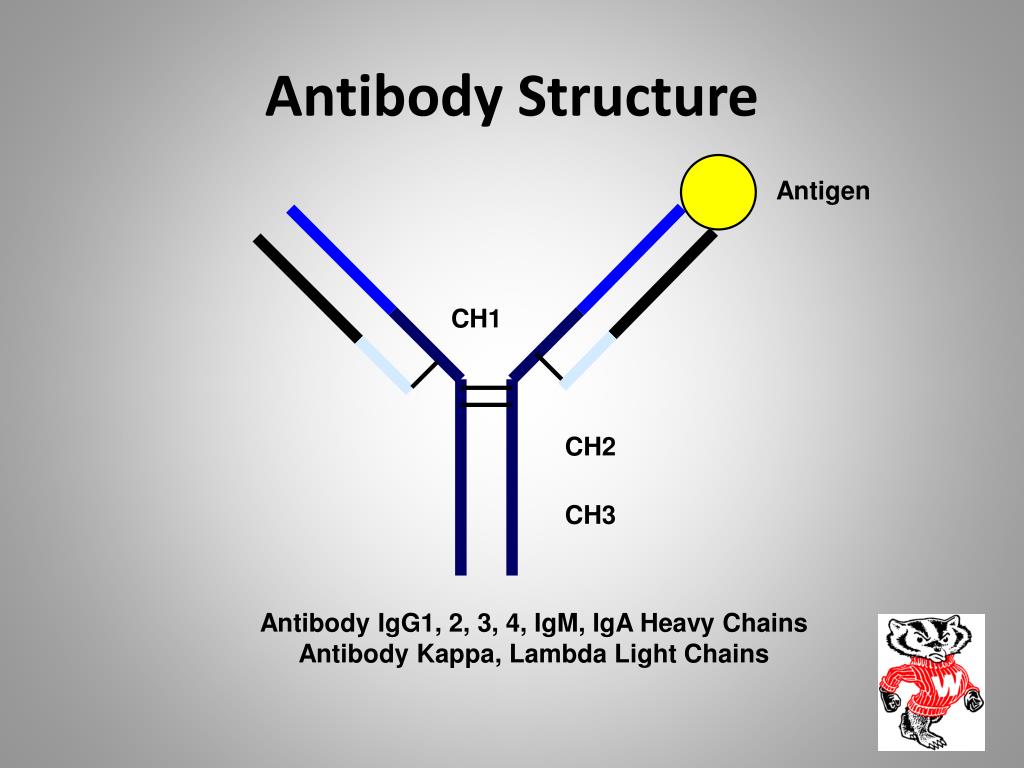 PPT - Milk Protein, Colostrum , Lactose, Minerals and MUN PowerPoint ...