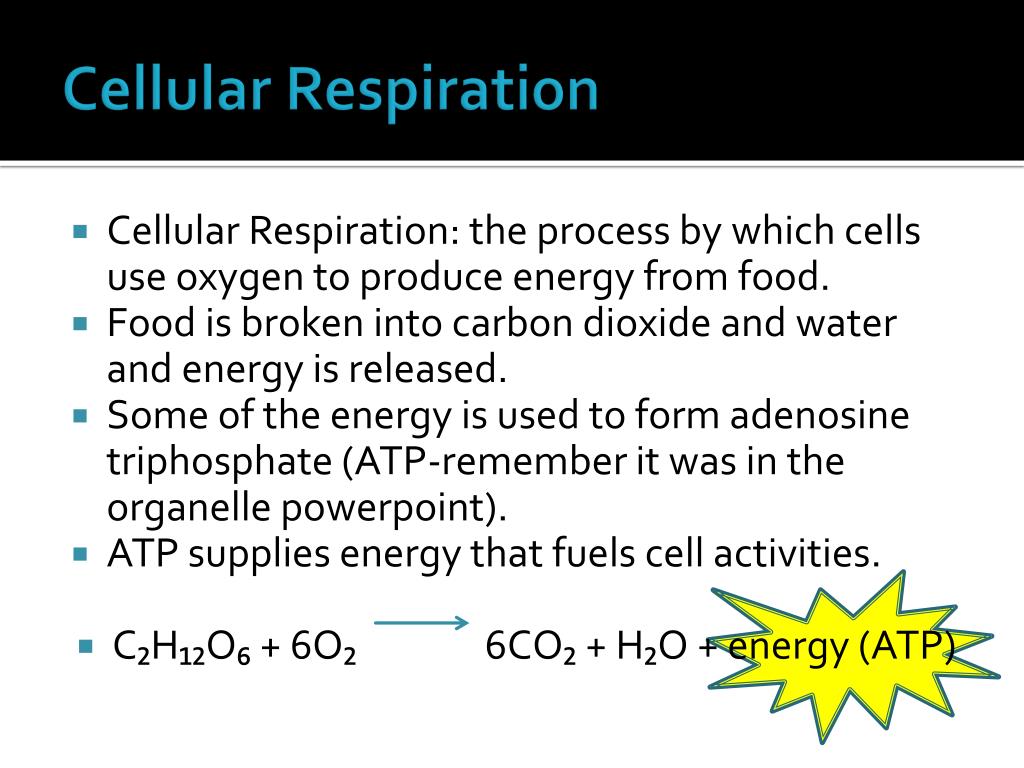 PPT - Organization of Living Things and Cellular Respiration PowerPoint ...