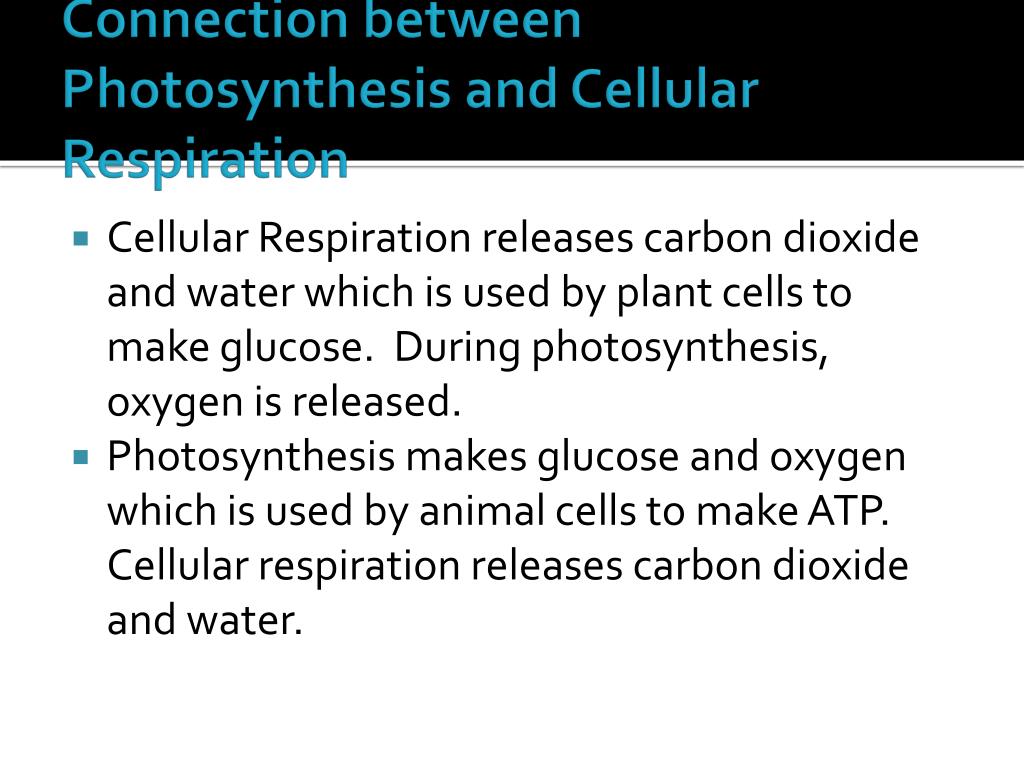 PPT - Organization of Living Things and Cellular Respiration PowerPoint ...
